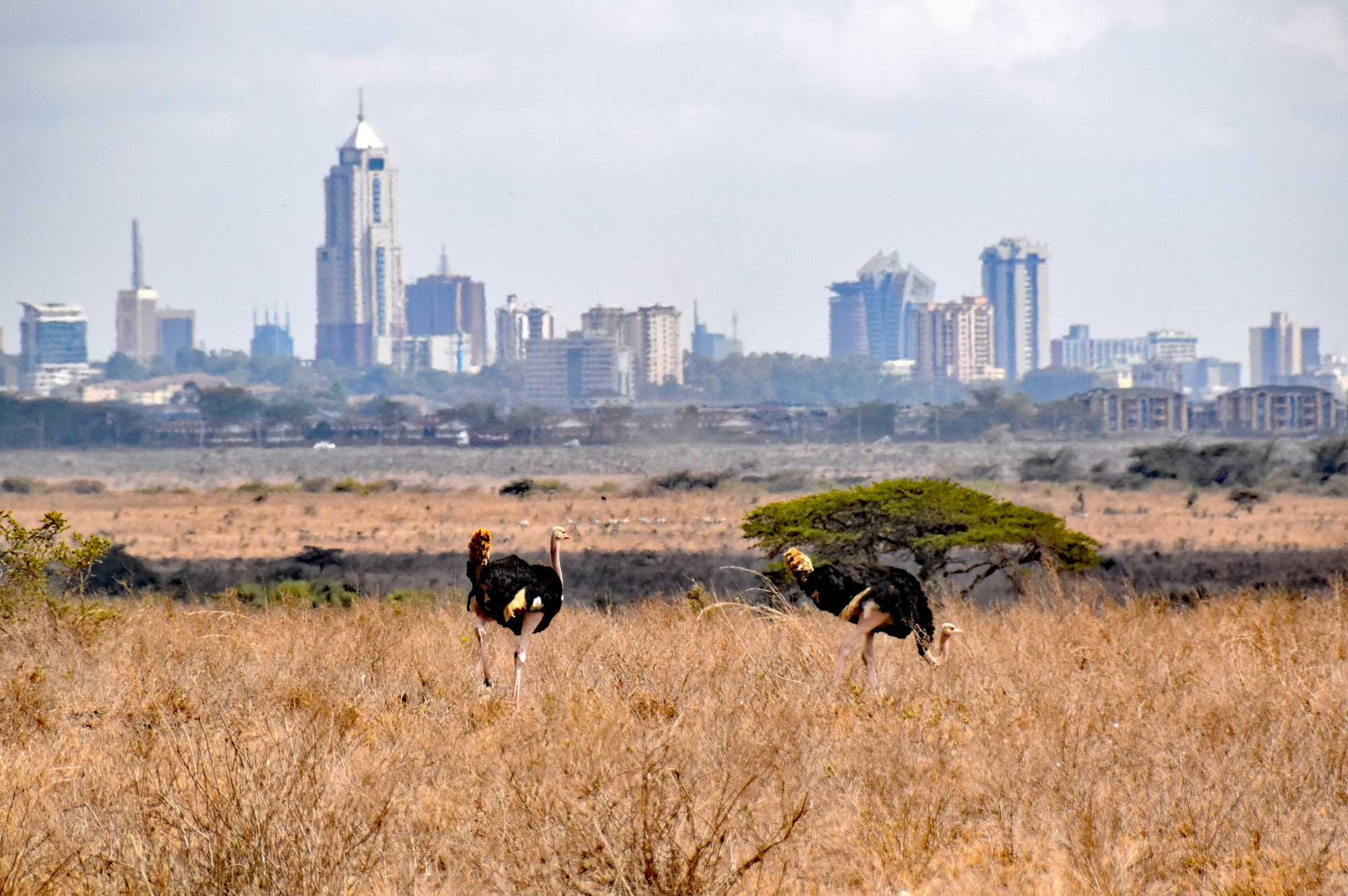 Photos: dry season at Nairobi National Park – Beneath the Baobab